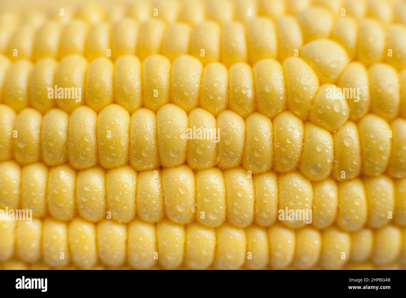 Sweet corn background. Fresh corn cobs with drops of water. Soft ...
