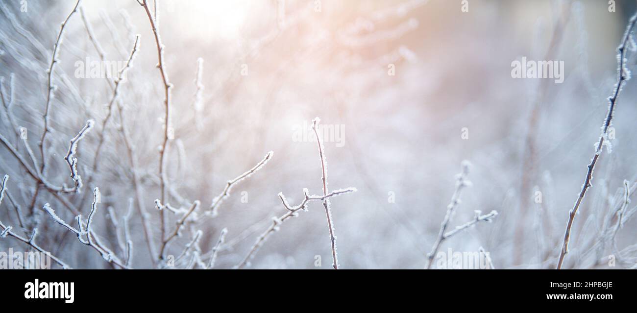 Branch covered in ice cold white frost in the winter. first frosts ...