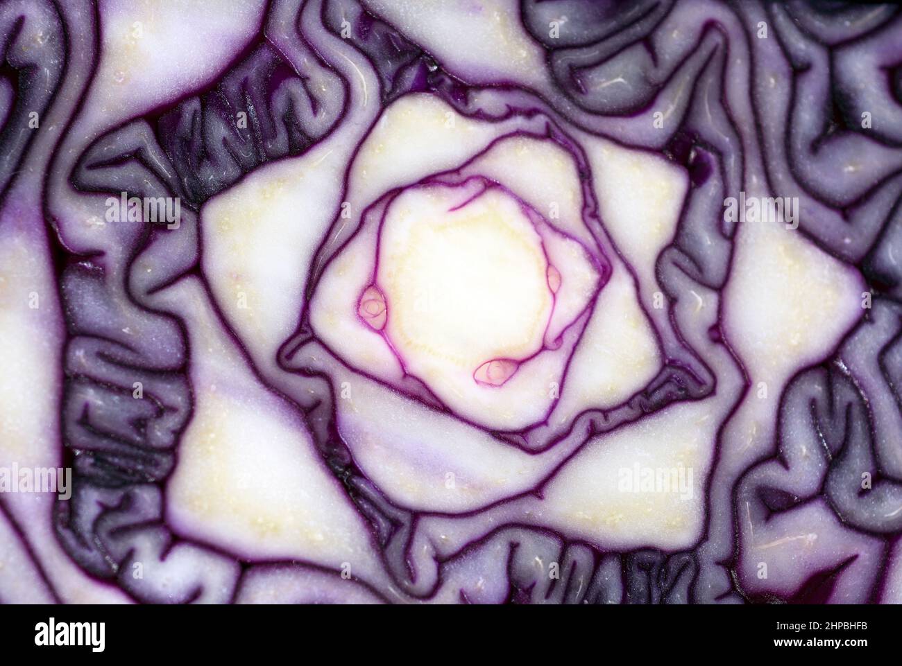 Cabbage texture hi-res stock photography and images - Alamy