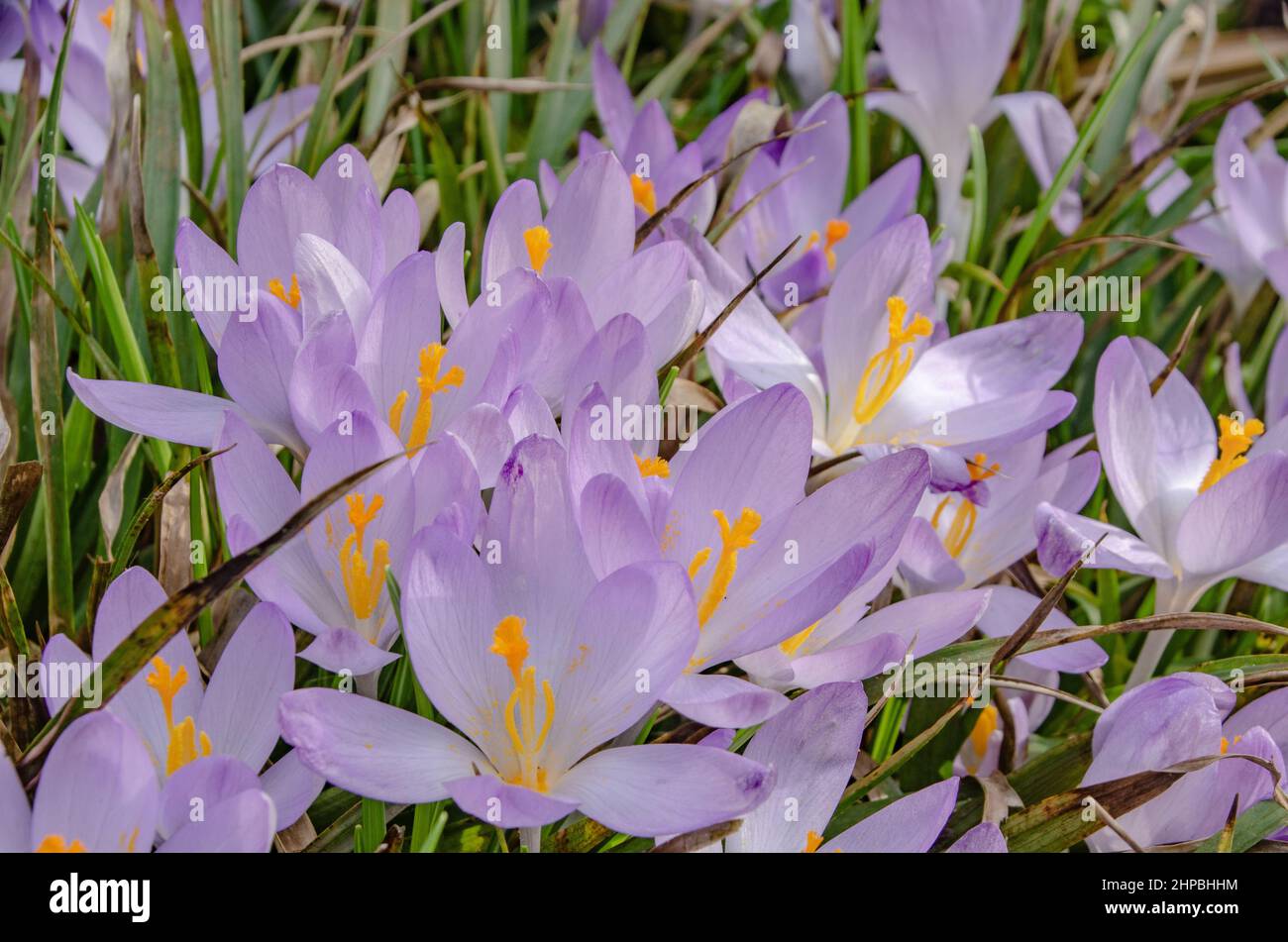 The crocuses are a plant genus of the iris family. The approximately ...