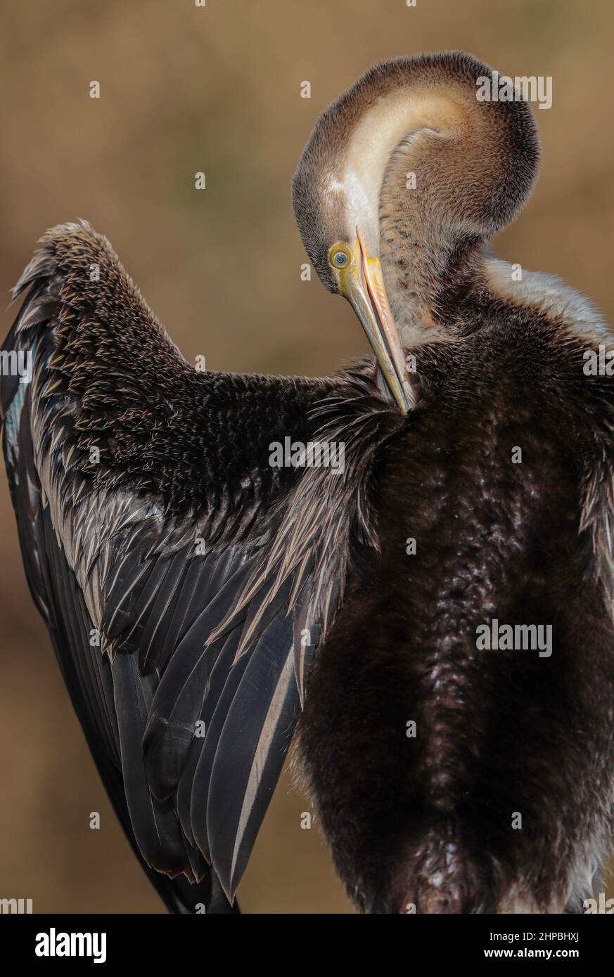 African Darter, South Africa Stock Photo - Alamy