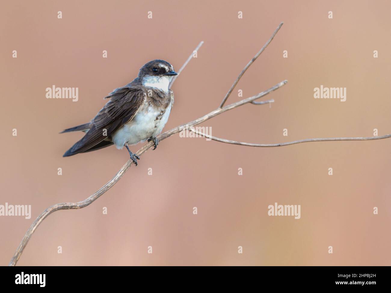 Banded Martin, South Africa Stock Photo - Alamy