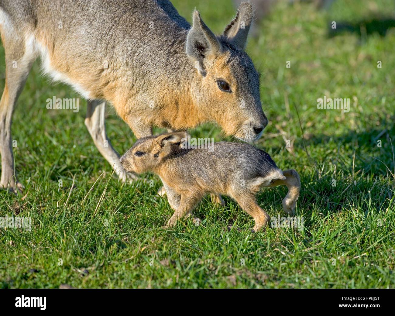 Patagonia cavies hi-res stock photography and images - Alamy