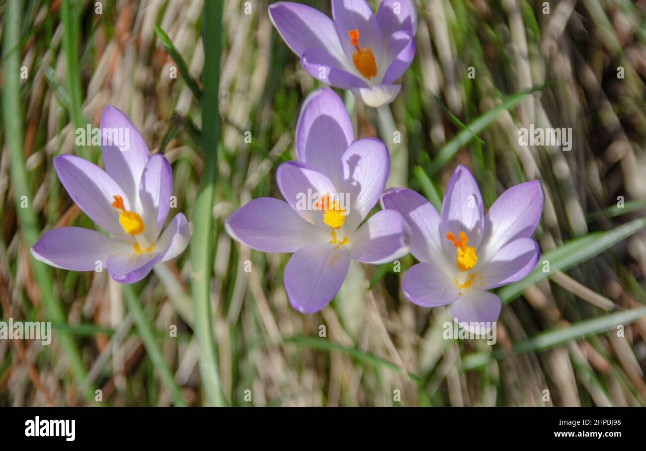 The crocuses are a plant genus of the iris family. The approximately ...