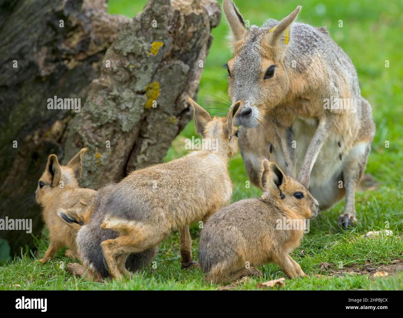 Patagonia cavies hi-res stock photography and images - Alamy
