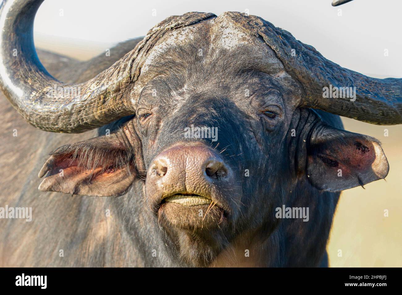 African Buffalo Bull, South Africa Stock Photo - Alamy