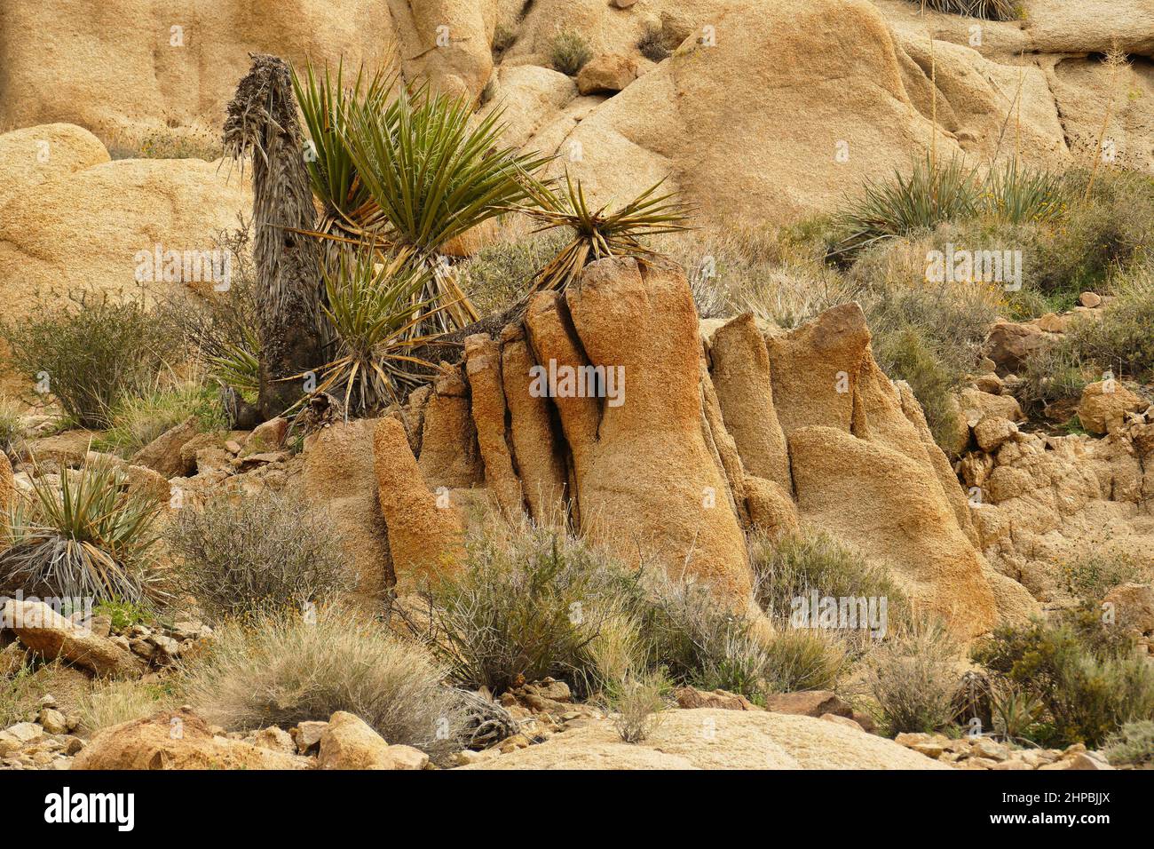 Eroded red and yellow rock formation with yuccas and dry desert plants ...
