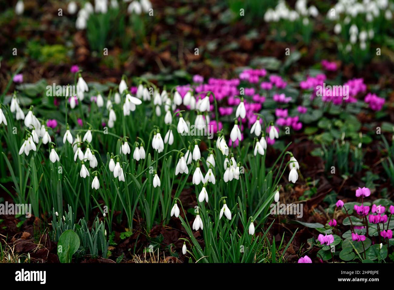 cyclamen coum,purple flowers,galanthus,snowdrop,snowdrops,mix,mixed ...