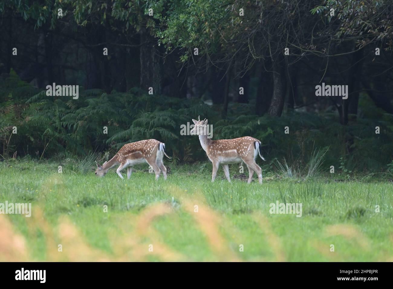 Fallow deer in a forest glade Stock Photo - Alamy