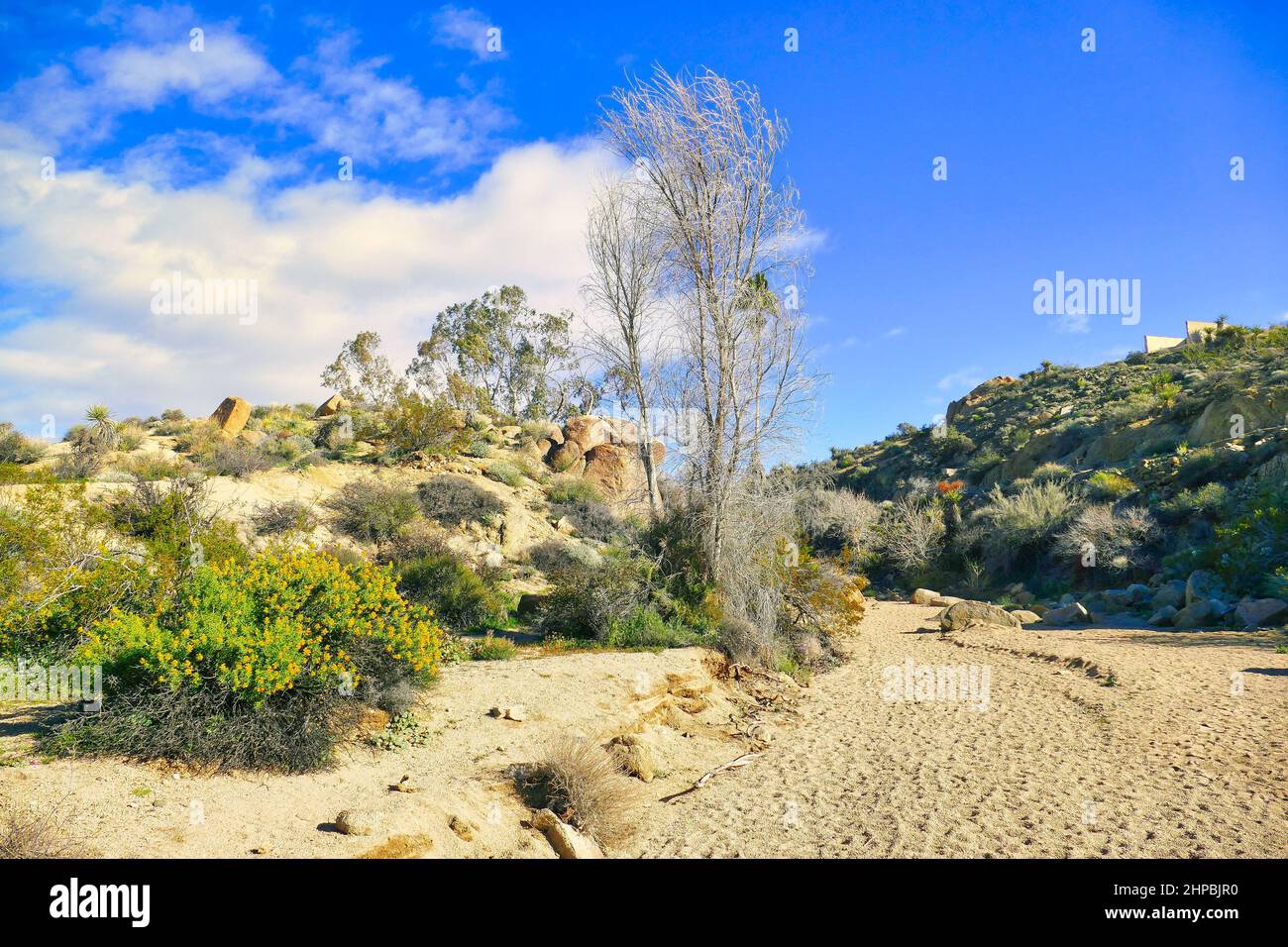 A dry, sandy river bed with trees and desert vegetation near Cottonwood ...