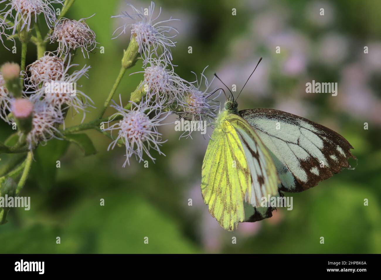 common gull butterfly or cepora nerissa sitting on flowers in ...