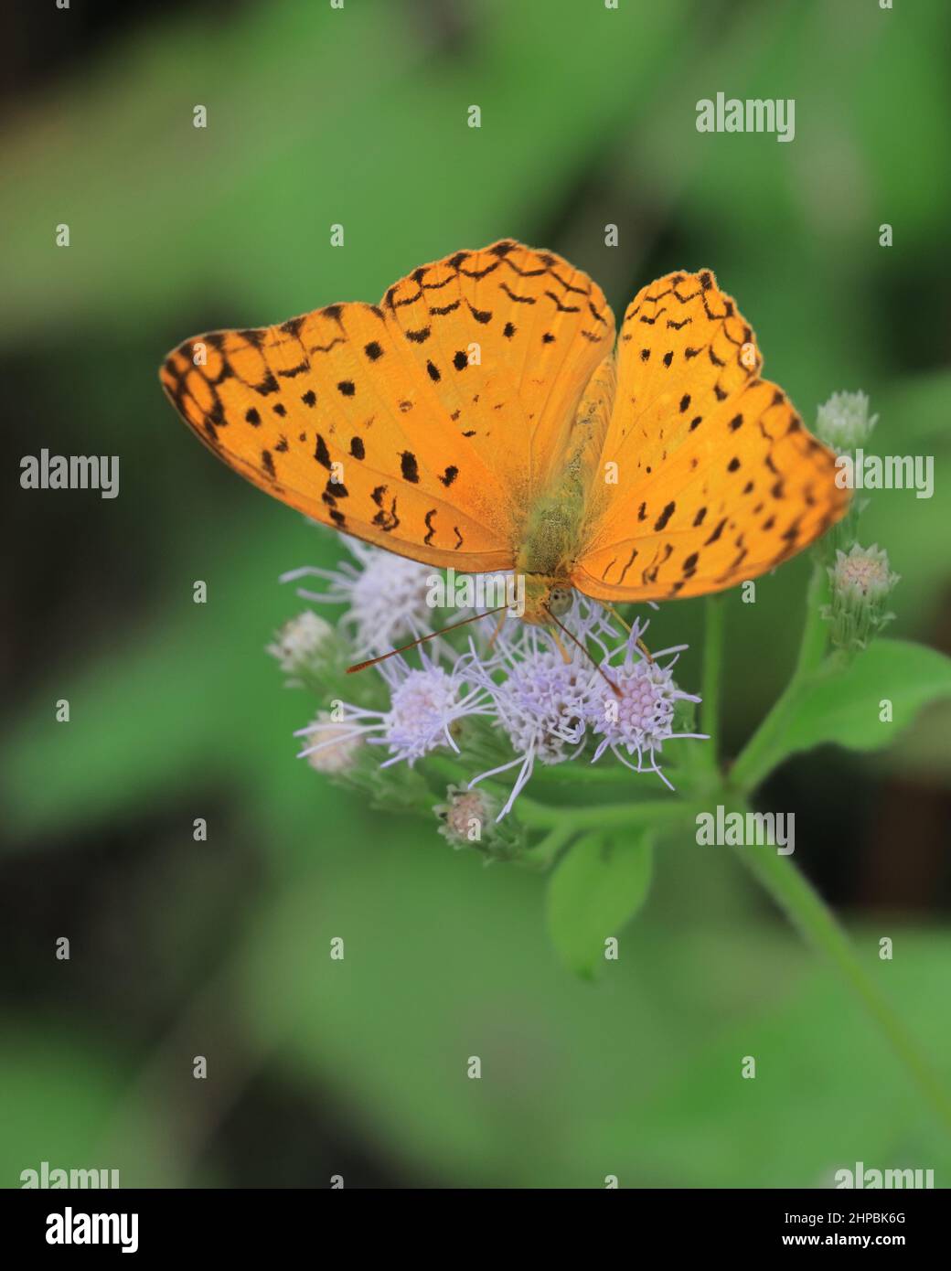 phalanta phalantha, common leopard or spotted rustic butterfly in ...