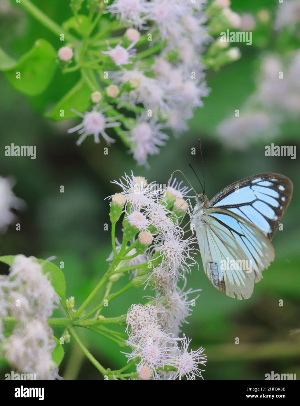 indian wanderer butterfly (pareronia hippia) sucking nectar from ...