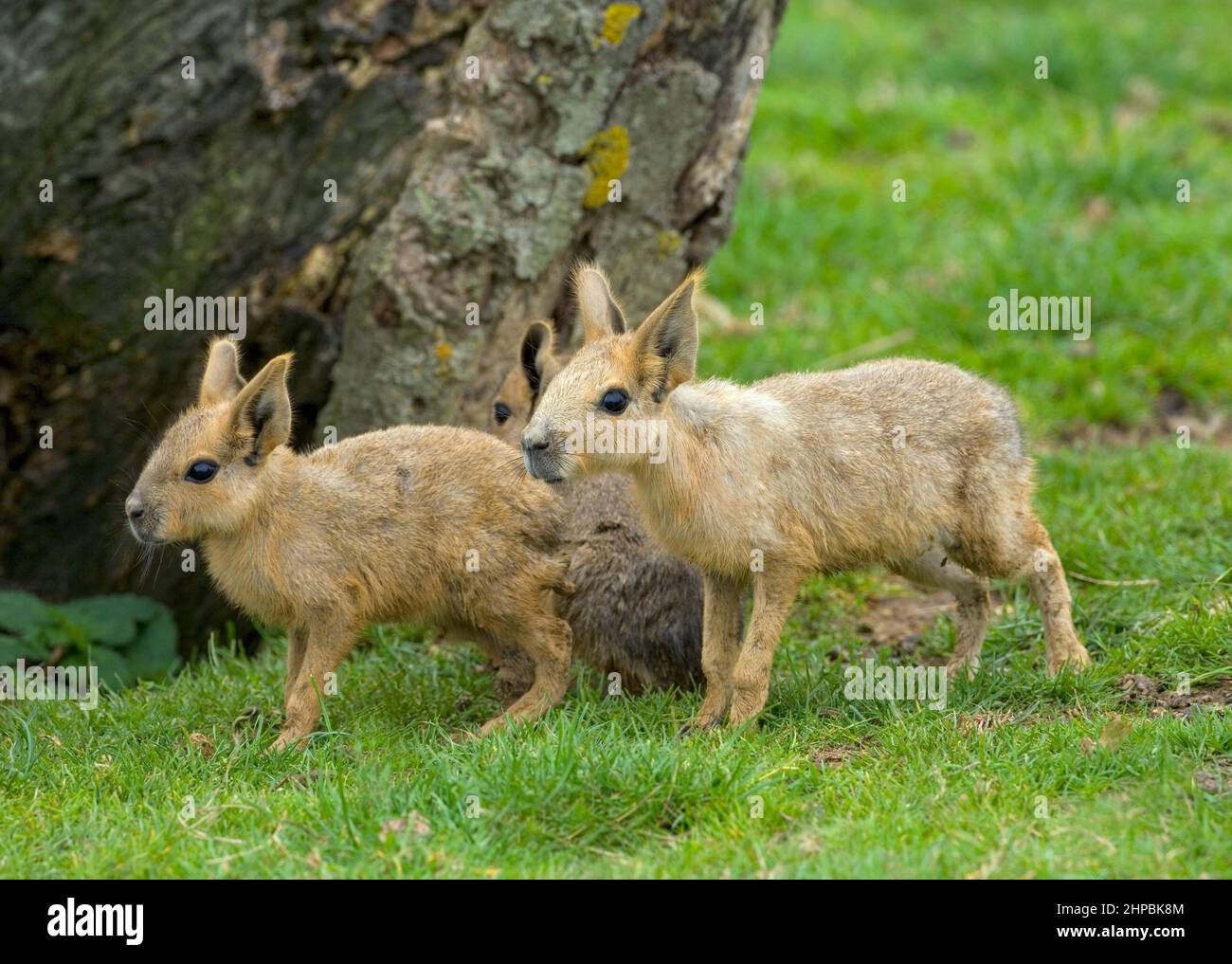 Mara Dolichotis patagonian two young Stock Photo - Alamy