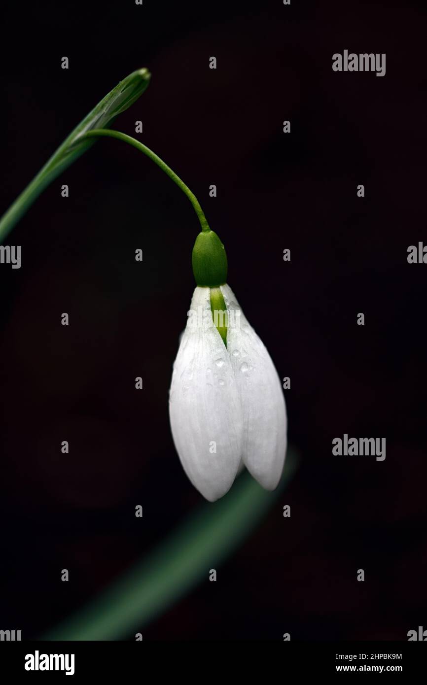 galanthus Dromard plicatus,hybrid,hybrids,snowdrop,snowdrops,spring ...