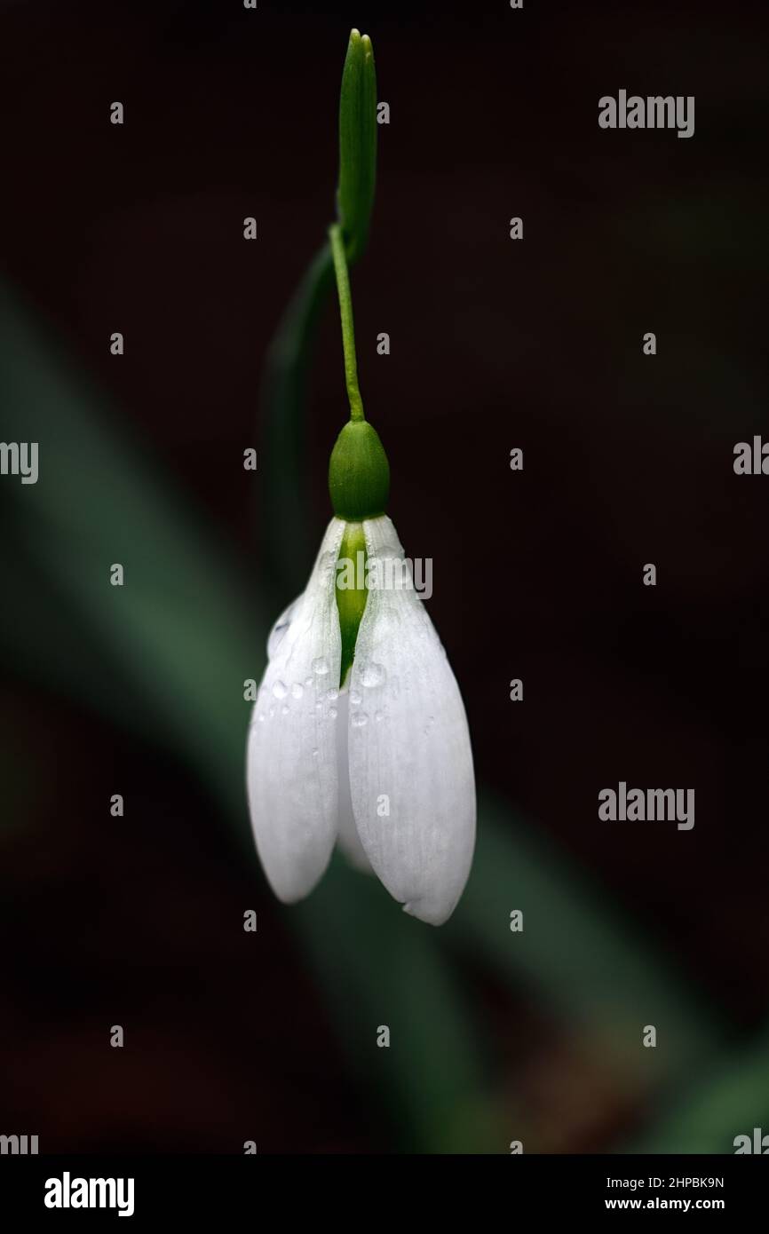 galanthus Dromard plicatus,hybrid,hybrids,snowdrop,snowdrops,spring ...