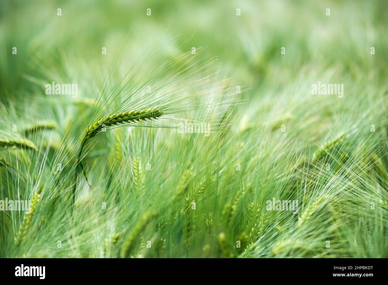 Barley grain is used for flour, barley bread, barley beer, some ...
