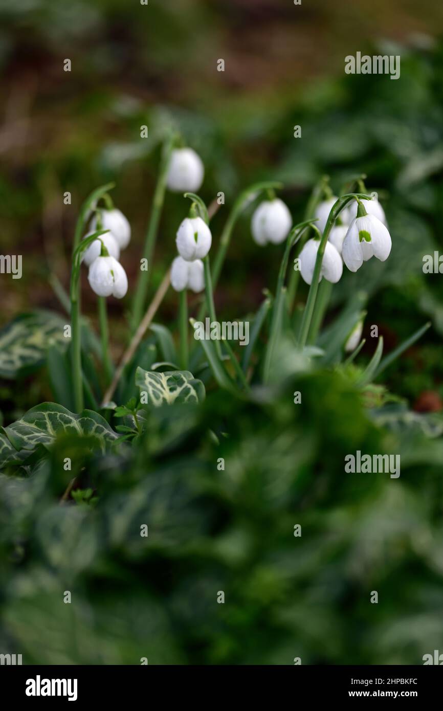 Galanthus greatorex double snowdrop hi-res stock photography and images ...
