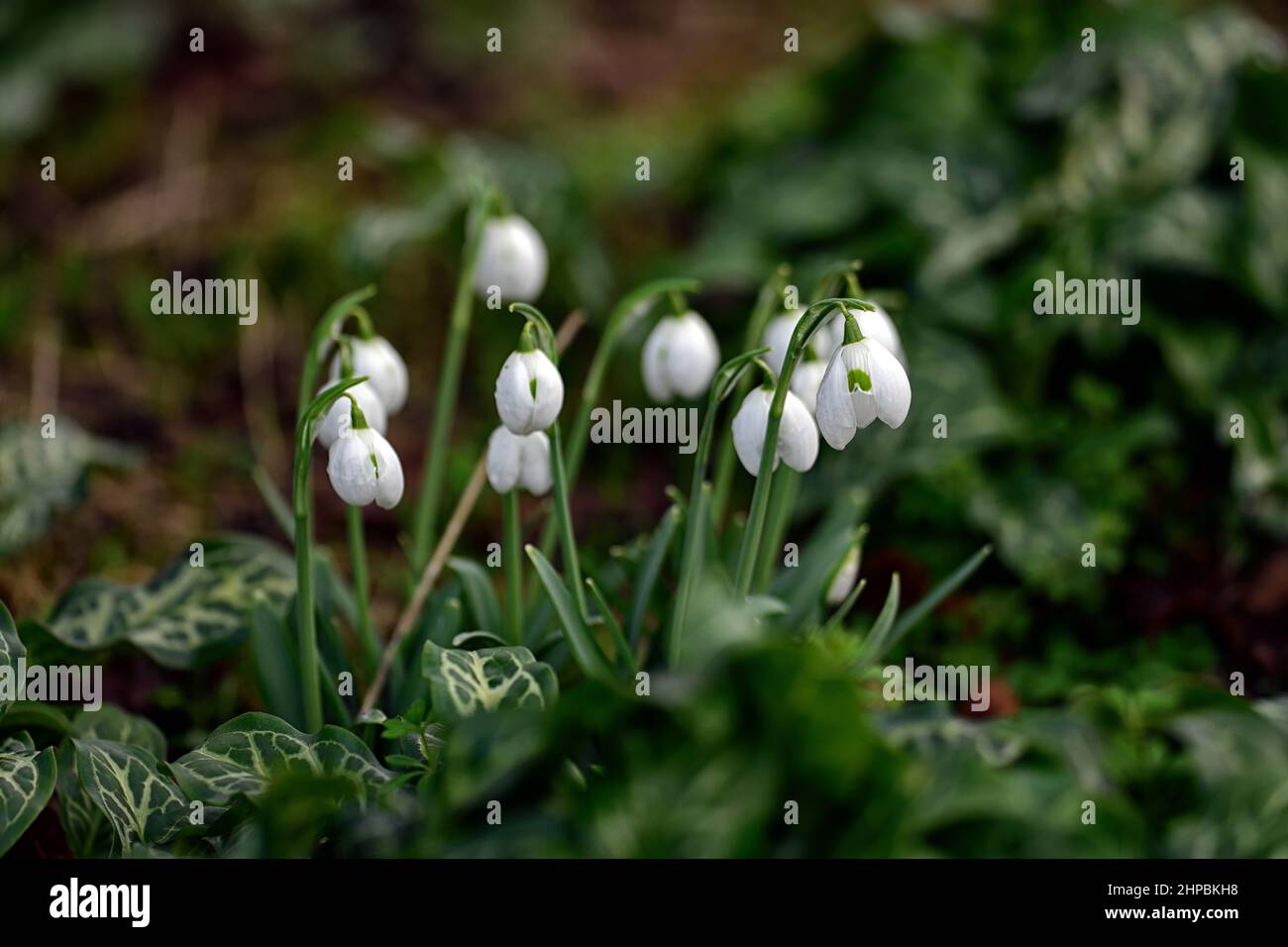 Galanthus greatorex double snowdrop hi-res stock photography and images ...