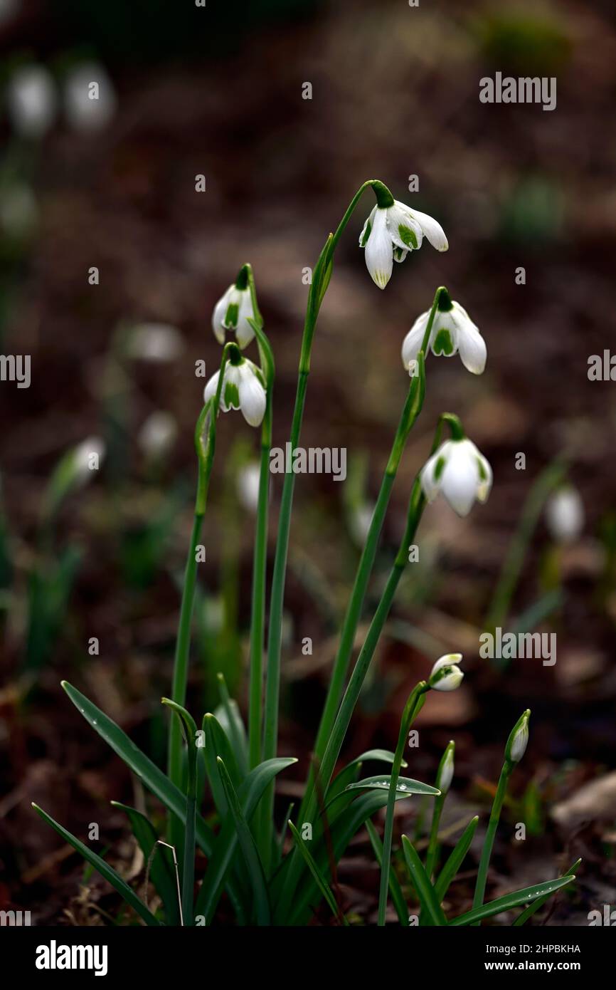 Galanthus greatorex doubles hi-res stock photography and images - Alamy