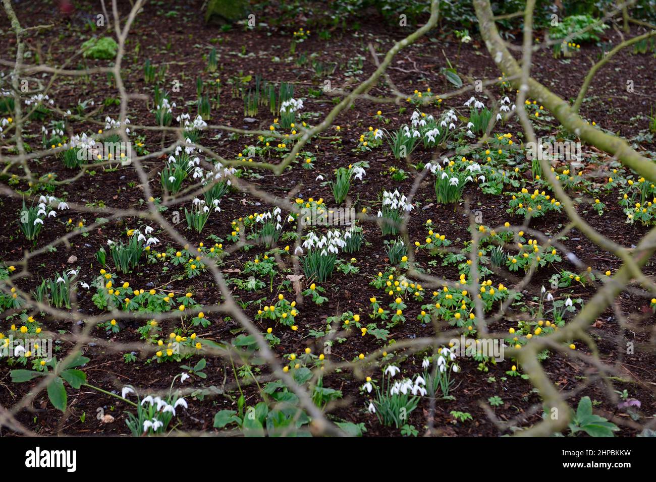 galanthus Lady beatrix Stanley,galanthus Sam Arnott,eranthis hyemalis ...