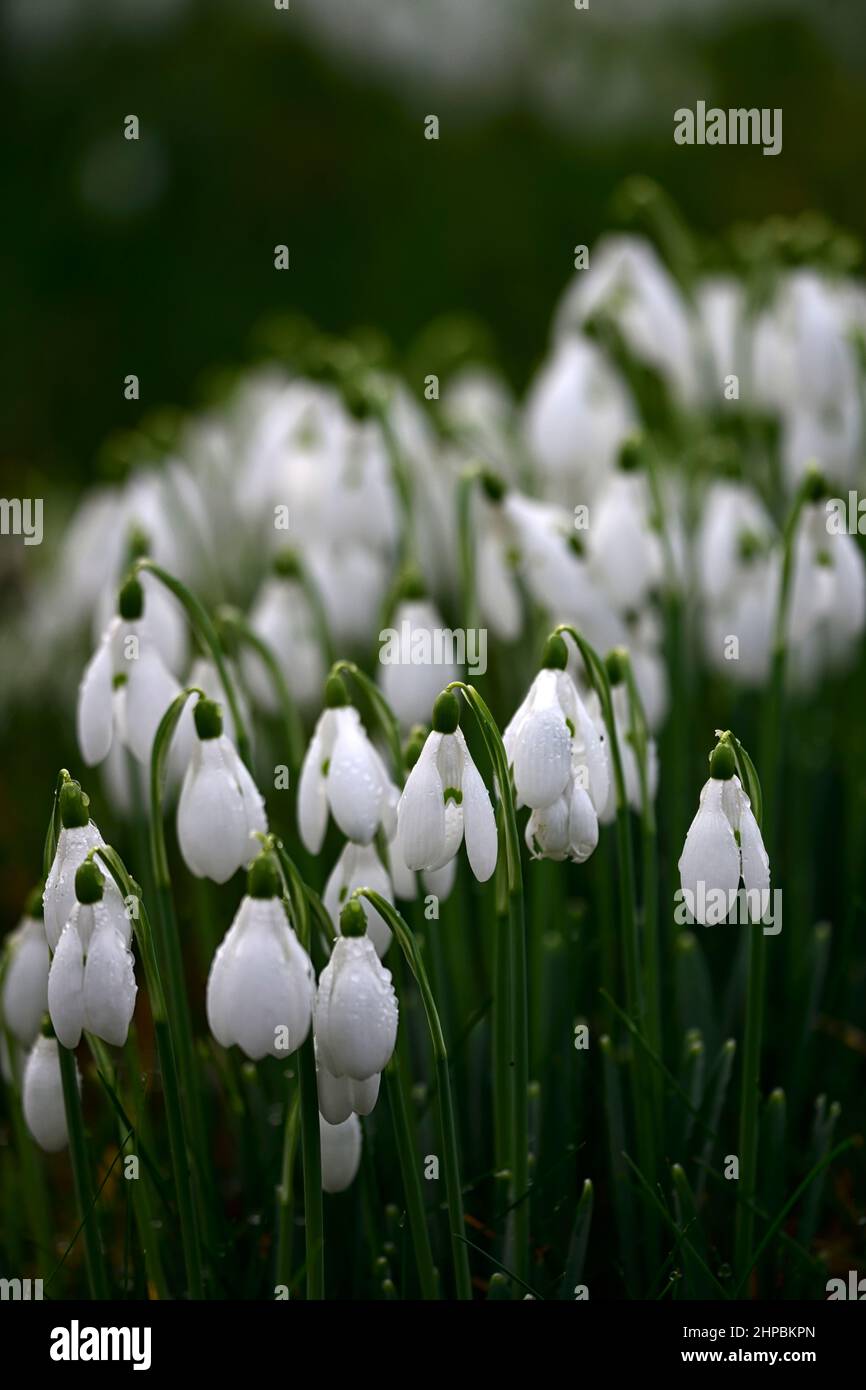 Grass clump hi-res stock photography and images - Alamy