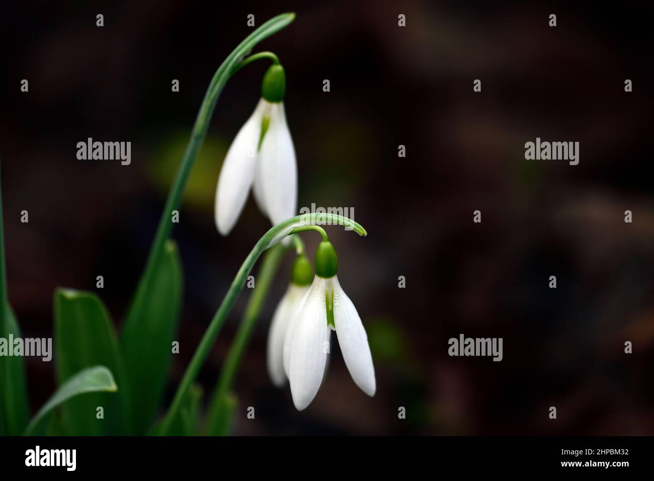 Galanthus Pearl Big leaf,snowdrop,snowdrops,spring,flower,flowers ...