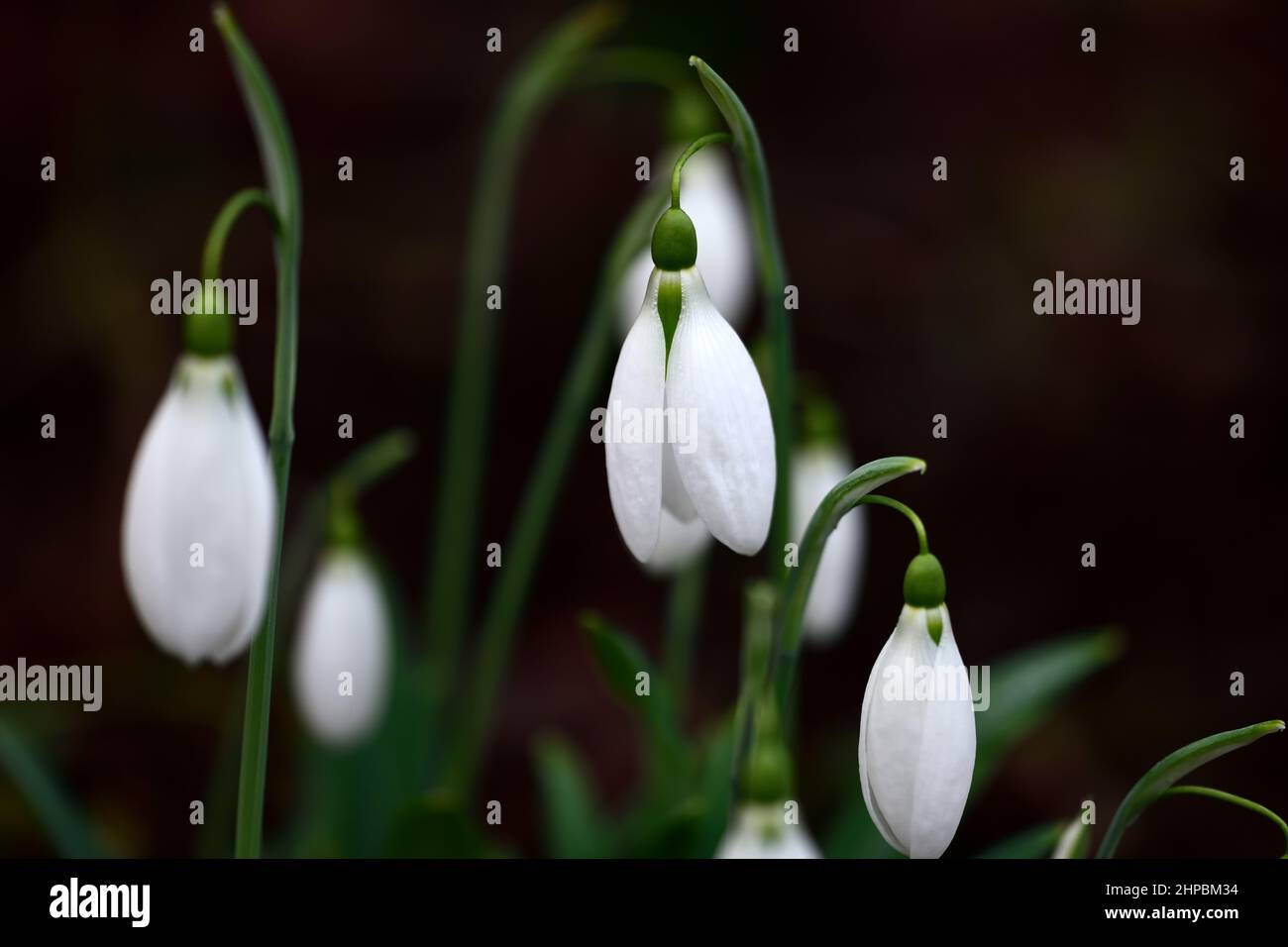 Galanthus Pearl Big leaf,snowdrop,snowdrops,spring,flower,flowers ...