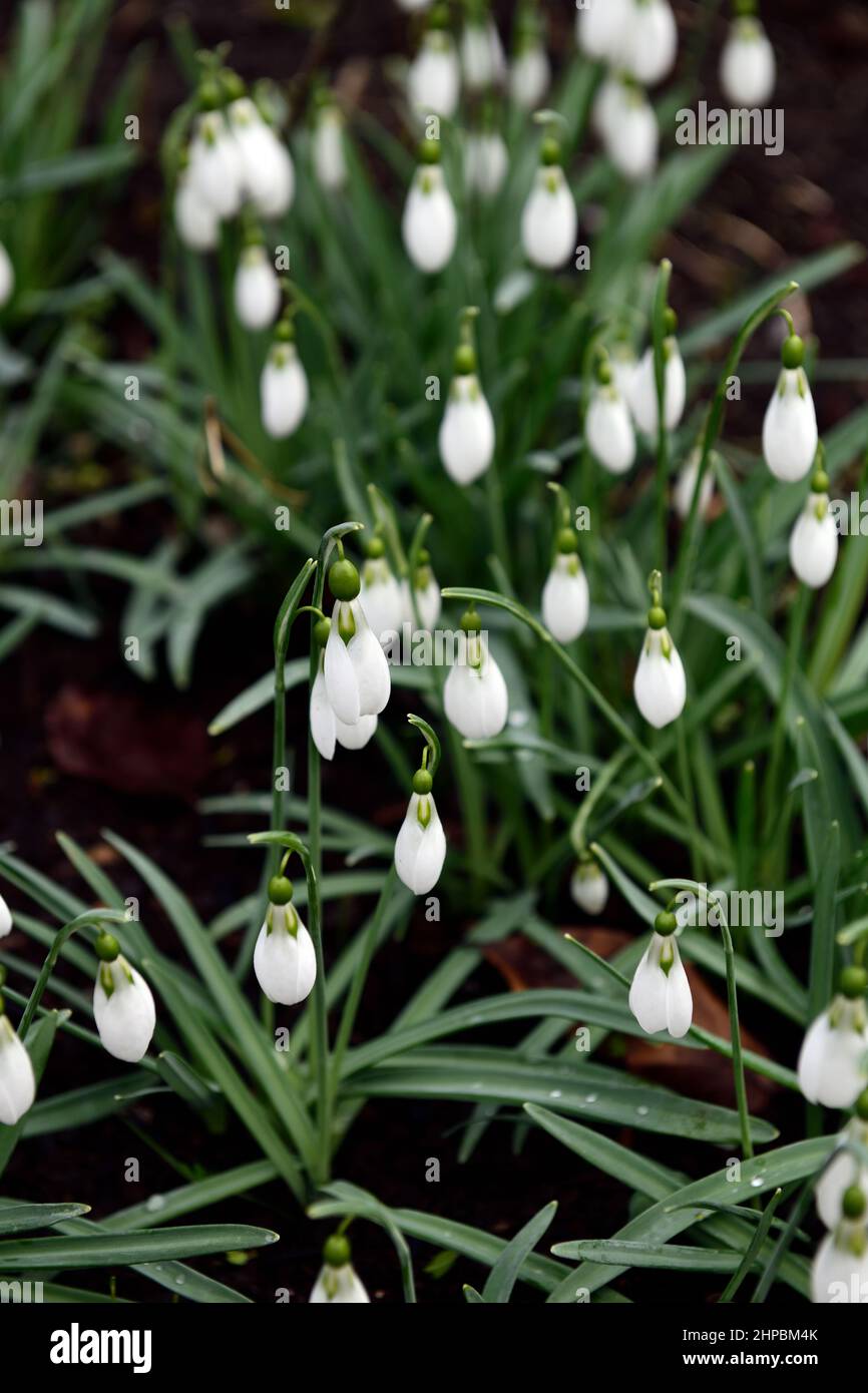 galanthus Pride O' The Mill,hybrid,hybrids,snowdrop,snowdrops,spring ...