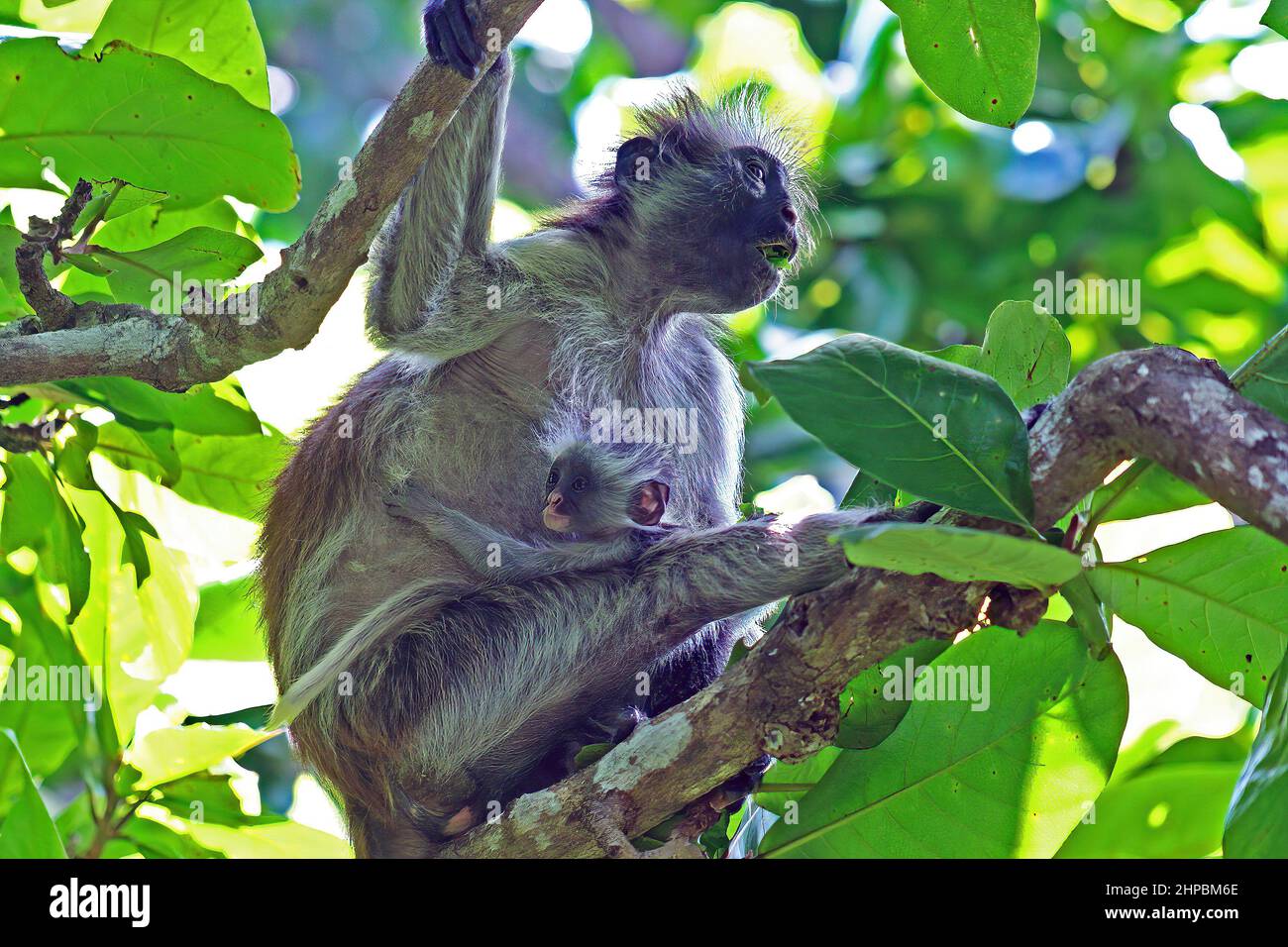 Baby sitting on mothers belly hi-res stock photography and images - Alamy