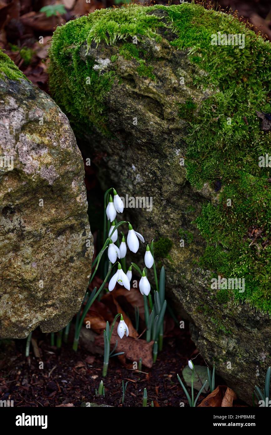 Galanthus nivalis seedlings,snowdrop seedling,seedlings,growing between ...