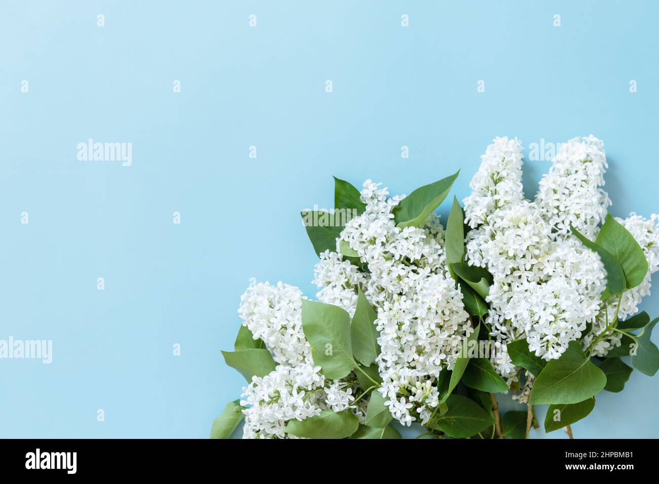 Spring mock up, flat lay. White flowers lilac on blue background ...