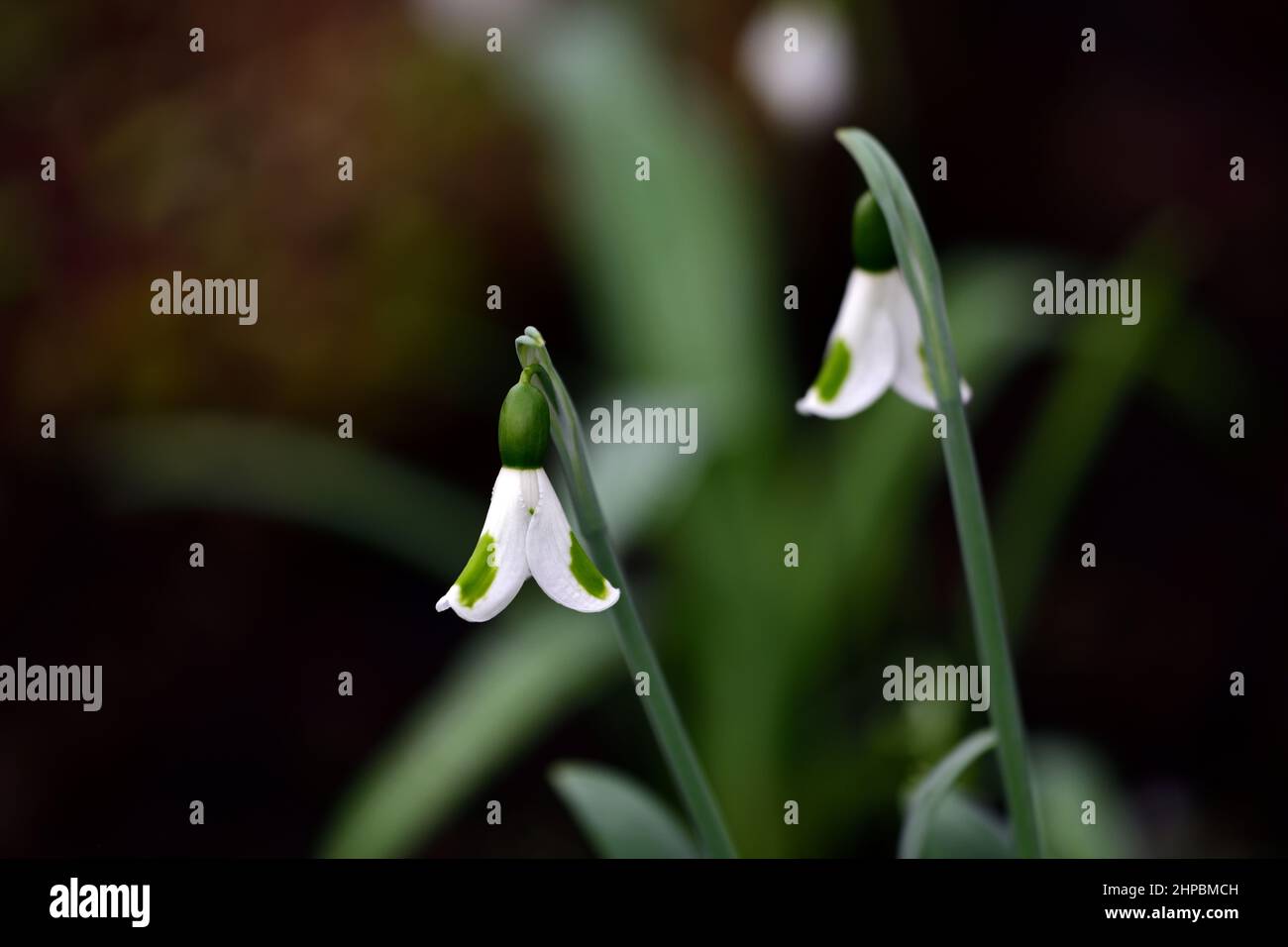 Galanthus Trumpolute,virescent hybrid snowdrop,green markings,virescent ...