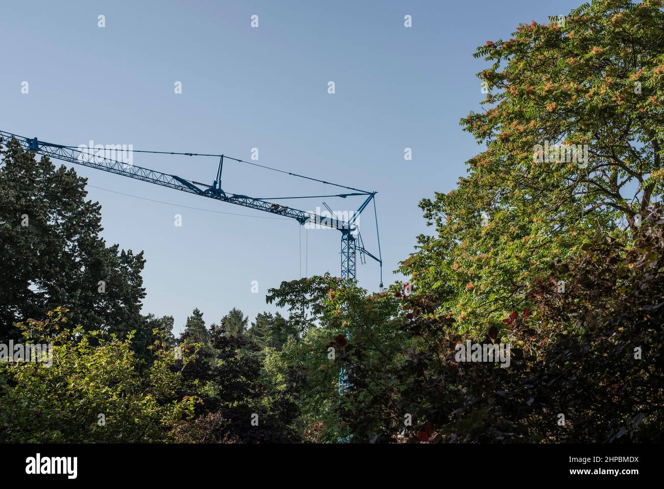 a blue painted steel construction crane over the canopies of deciduous ...