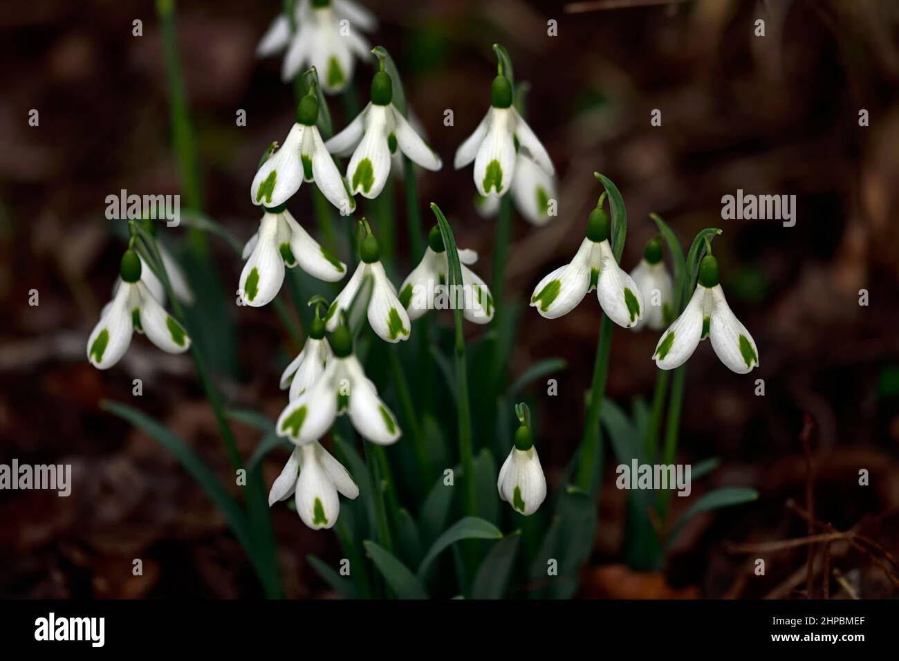 Galanthus Trumps,virescent hybrid snowdrop,green markings,virescent ...