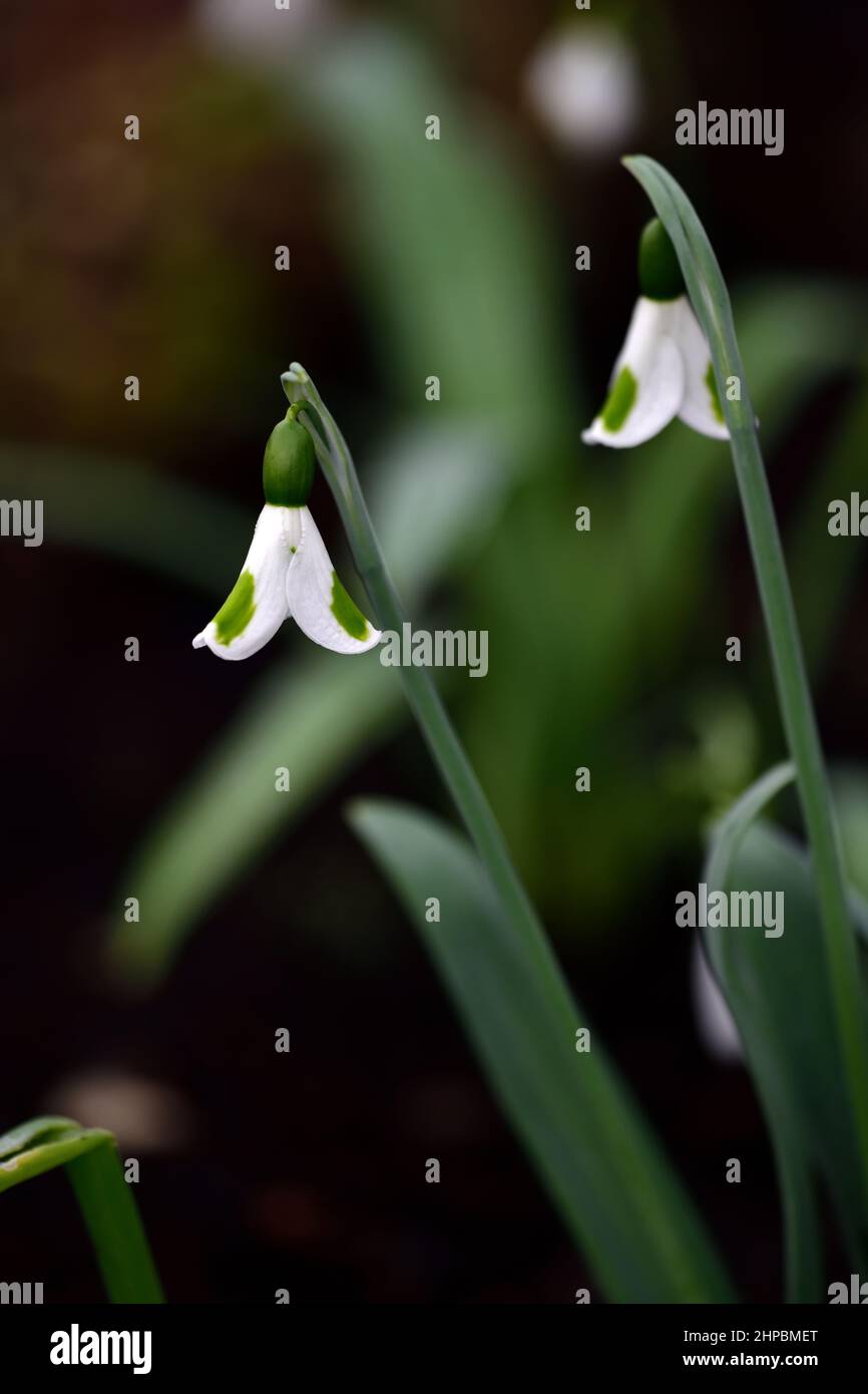 Galanthus Trumpolute,virescent hybrid snowdrop,green markings,virescent ...