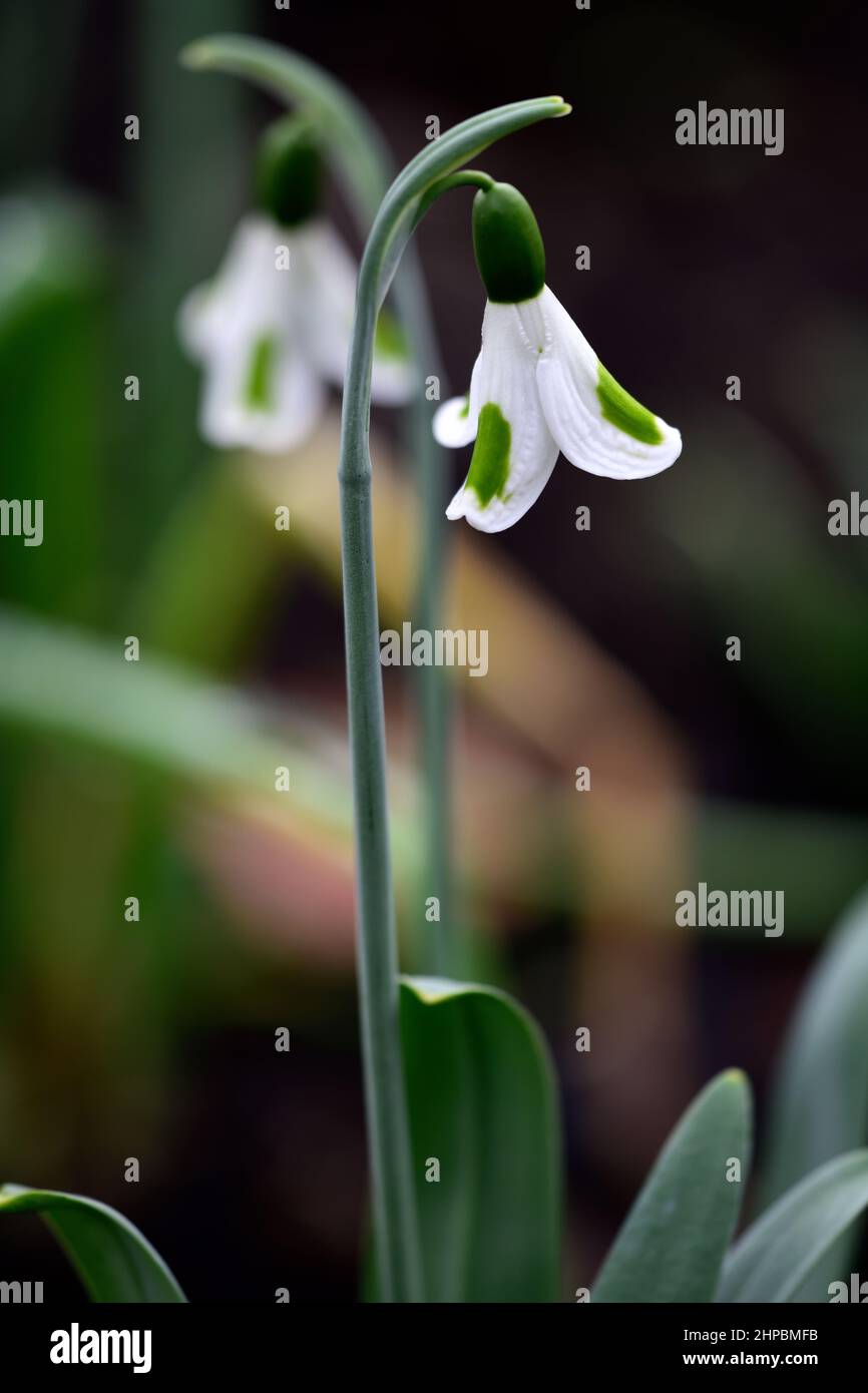 Galanthus Trumpolute,virescent hybrid snowdrop,green markings,virescent ...
