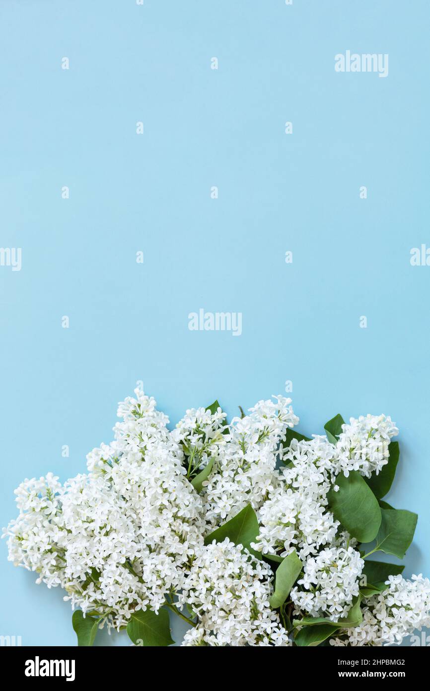 Spring mock up, flat lay. White flowers lilac on blue background ...