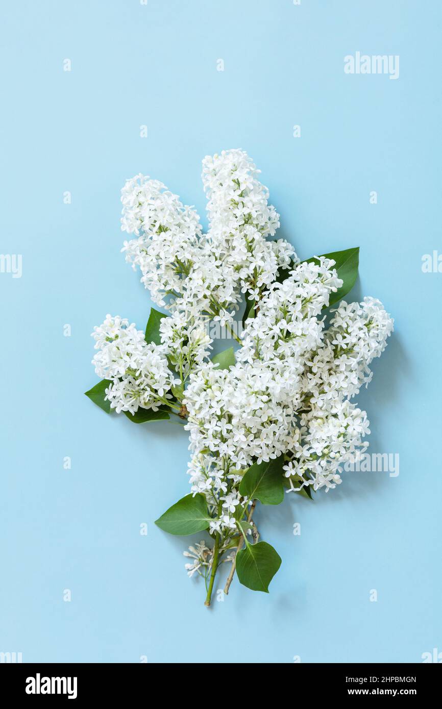 Spring mock up, flat lay. White flowers lilac on blue background ...