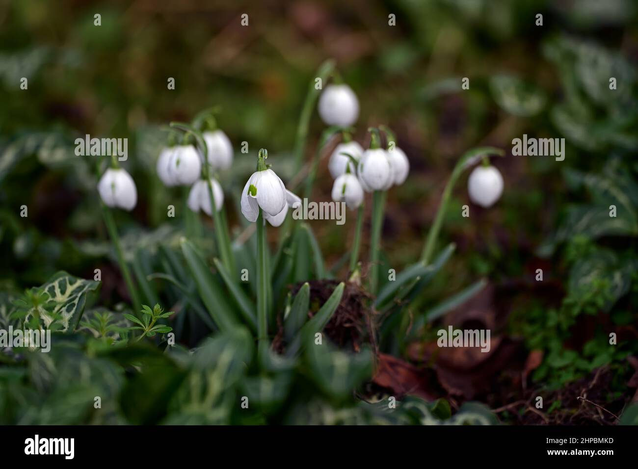 Galanthus greatorex double snowdrop hi-res stock photography and images ...