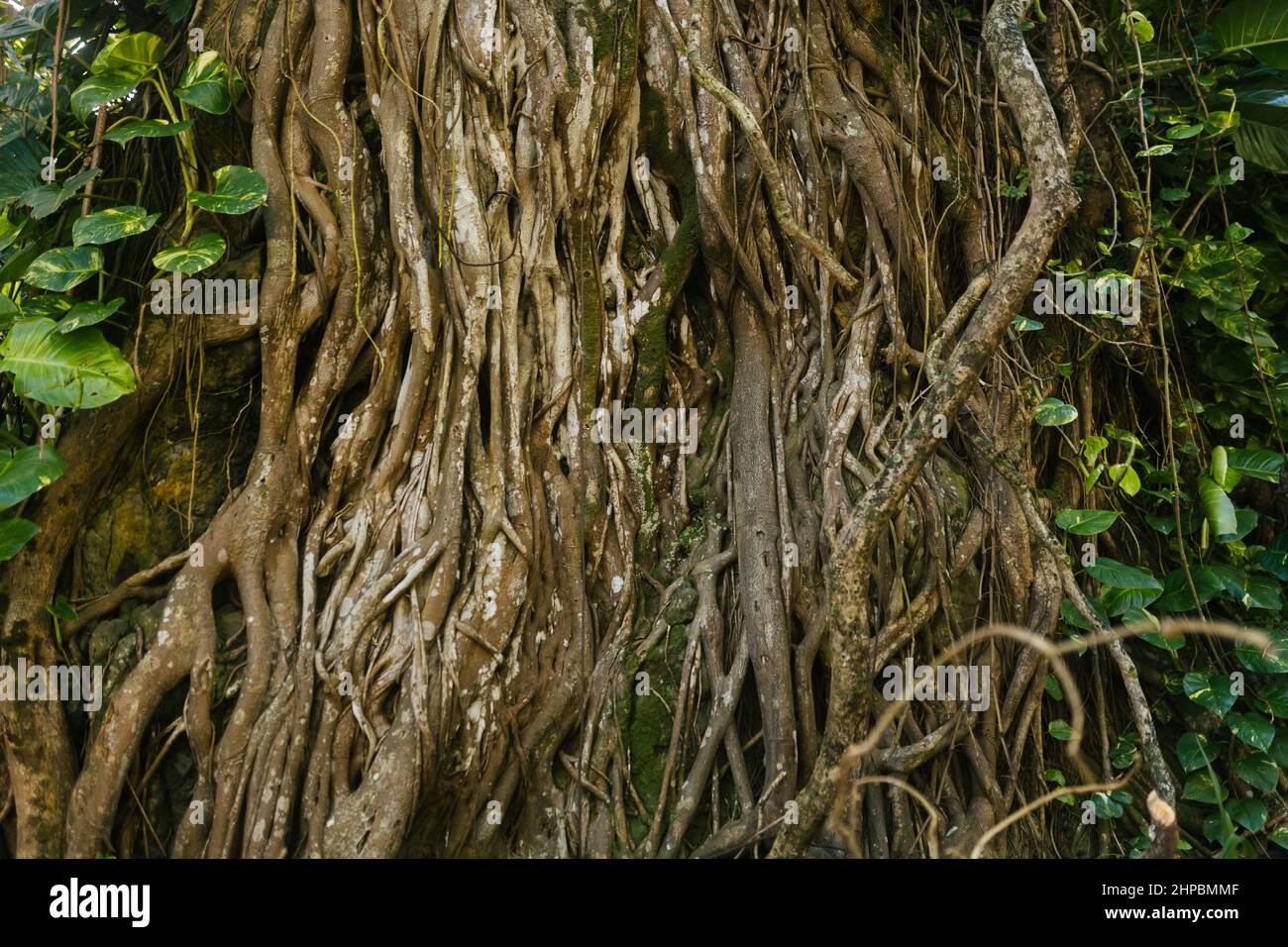 Closeup shot of an ancient tropical root system growing in the jungle ...