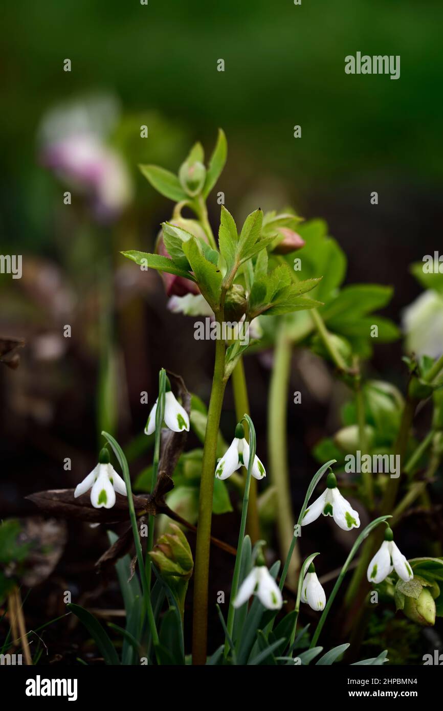 Galanthus Trumps,virescent hybrid snowdrop,green markings,virescent ...