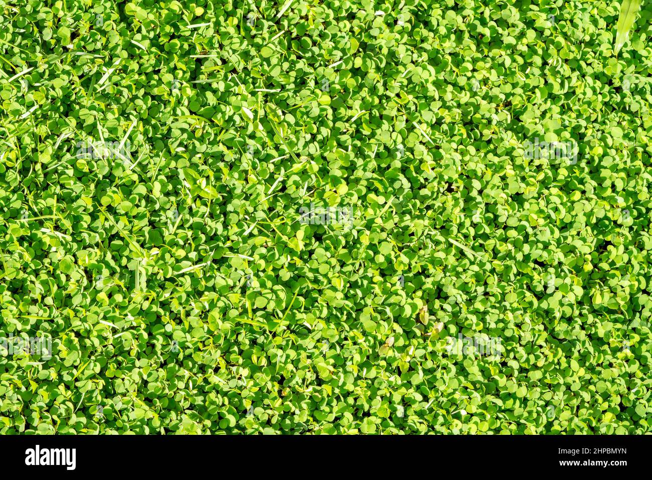 background green grass, mown meadow lawn top view. Summer spring ...