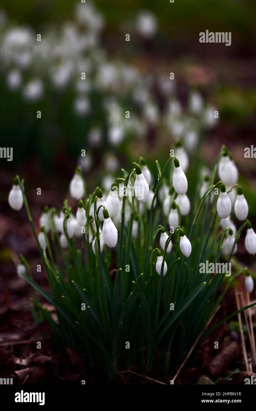 galanthus nivalis,snowdrop,snowdrops,spring,flower,flowers,flowering ...