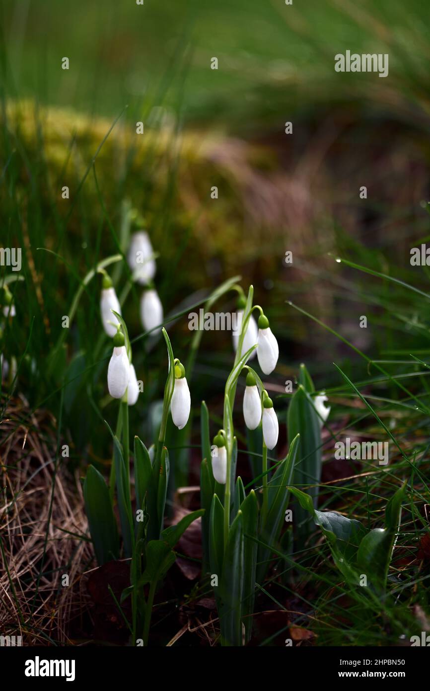 Galanthus elwesii,snowdrops,snowdrop,clump in grass,clump in lawn,lawn ...