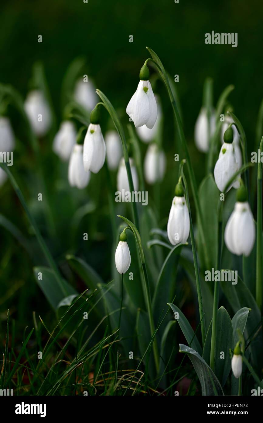 Galanthus elwesii,snowdrops,snowdrop,clump in grass,clump in lawn,lawn ...