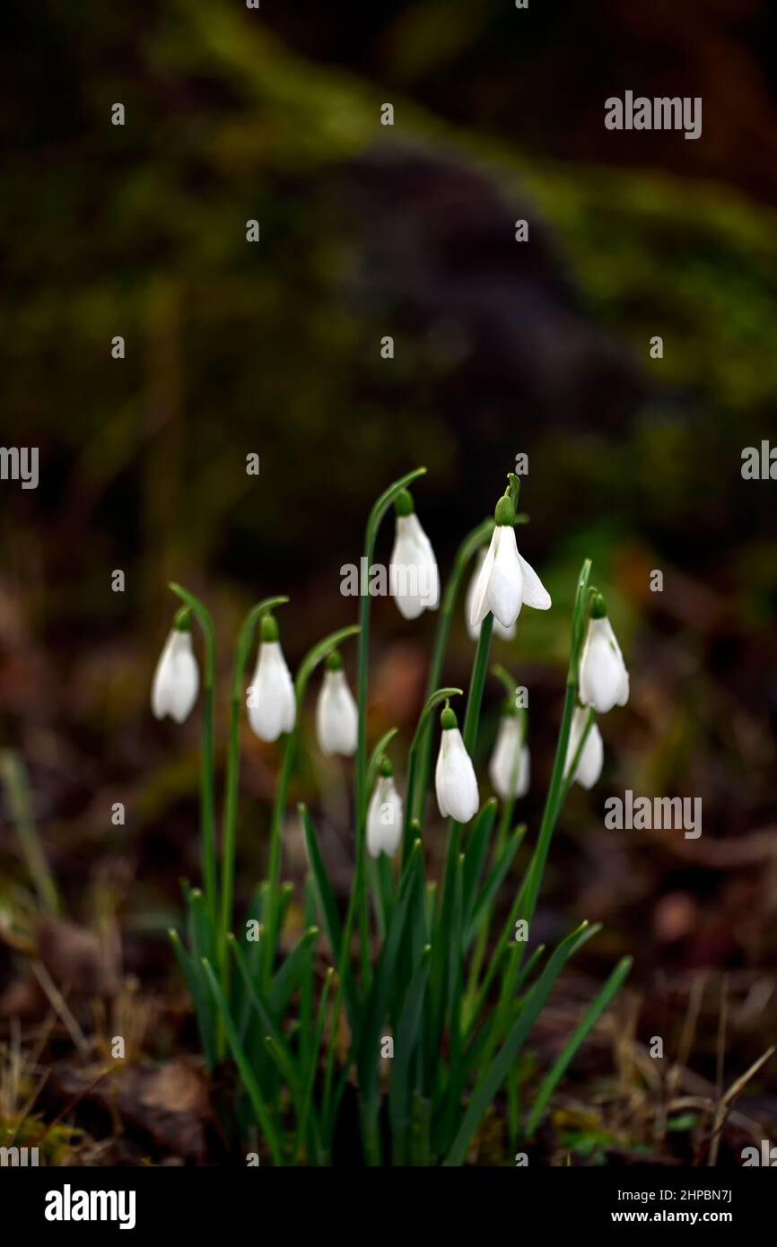 Naturalise in lawn hi-res stock photography and images - Alamy