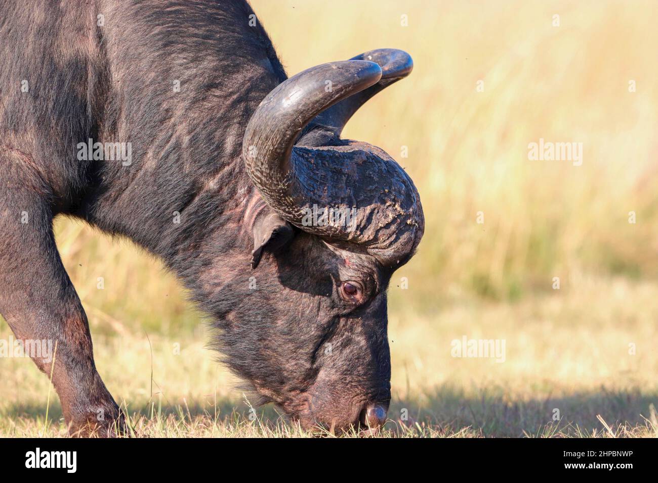African buffalo, South Africa Stock Photo - Alamy