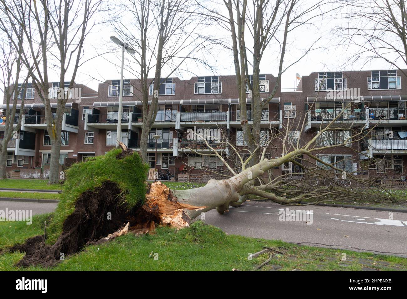 The Hague, The Netherlands - February 18 2022: fallen tree blocks city ...