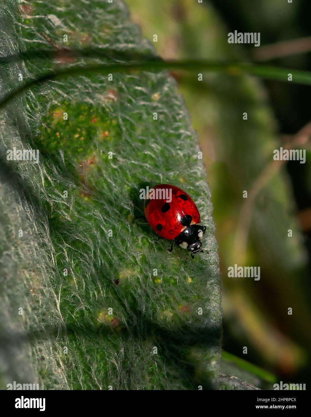 Red ladybug insect sitting on a leaf, close-up photo of red ...